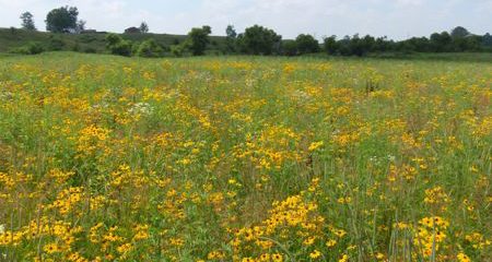 Ontario NativeScape | Ontario's Wildlife Habitat Specialists